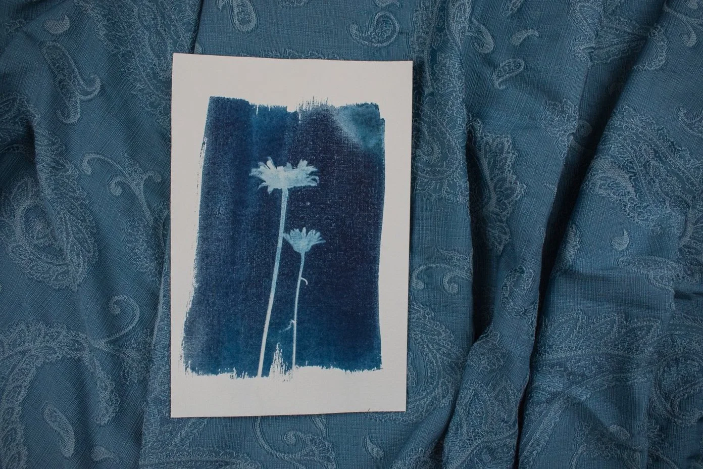 Daisy Cyanotype 1 — Jackie Partridge