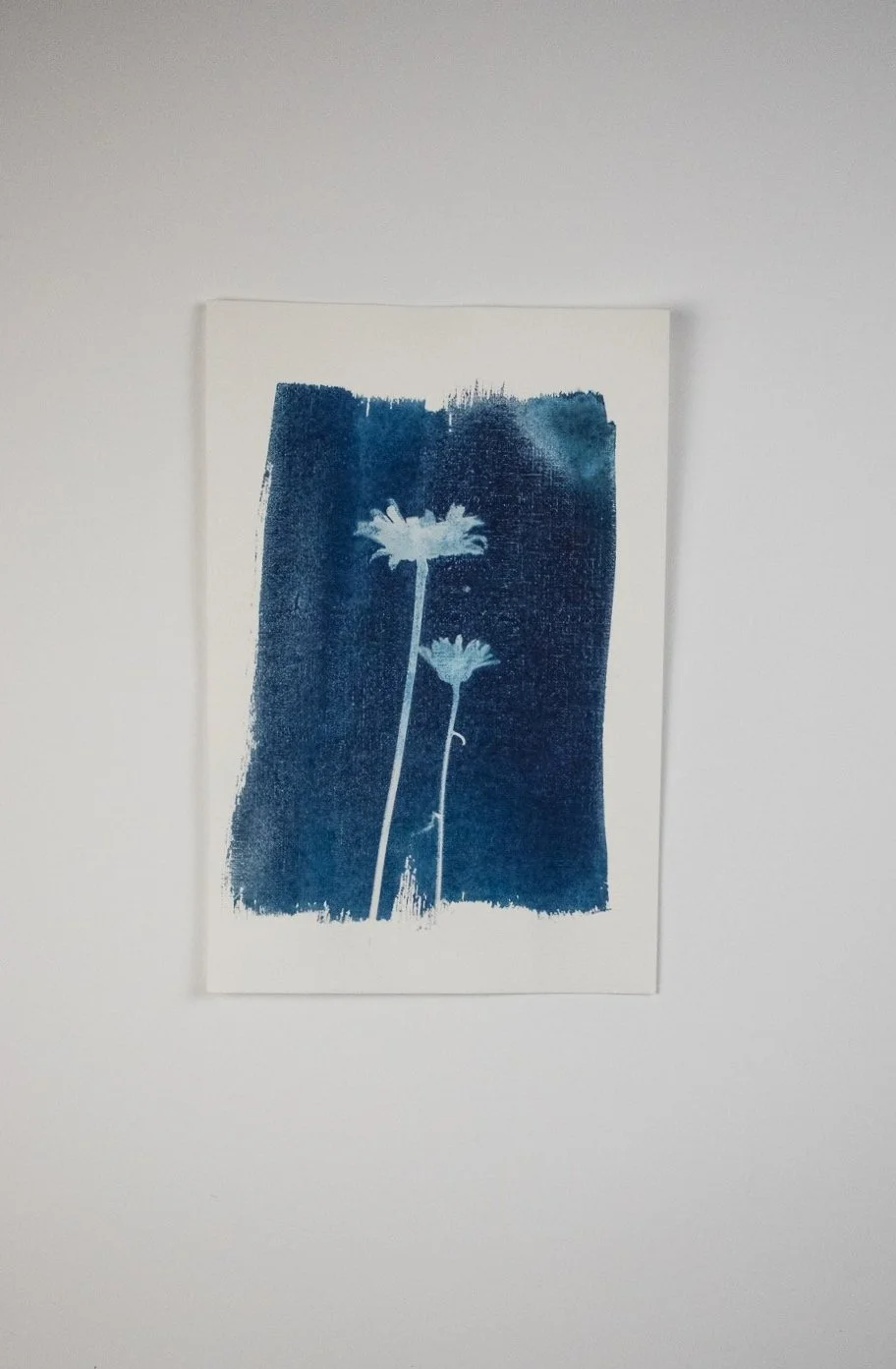 Daisy Cyanotype 1 — Jackie Partridge