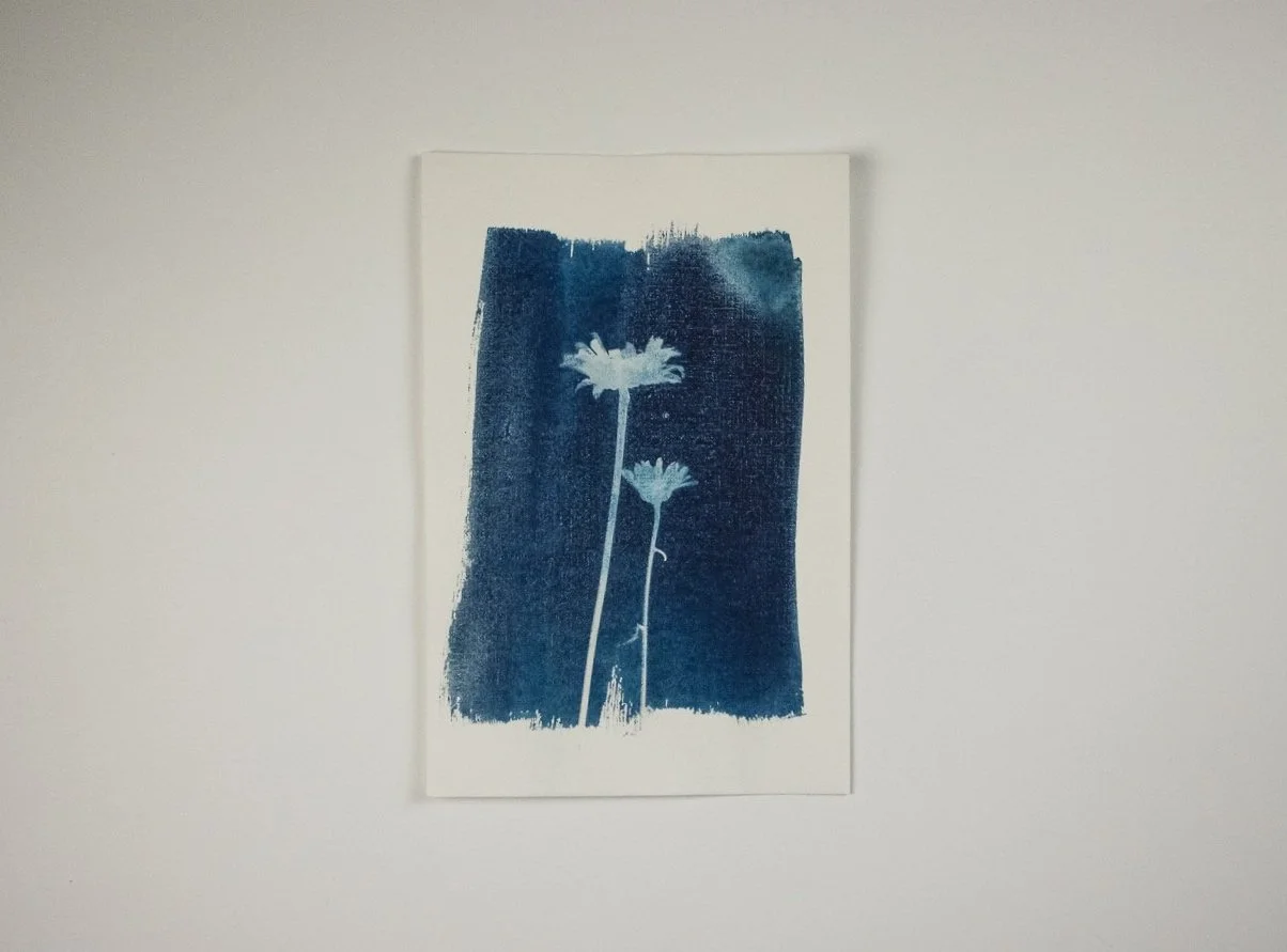 Daisy Cyanotype 1 — Jackie Partridge