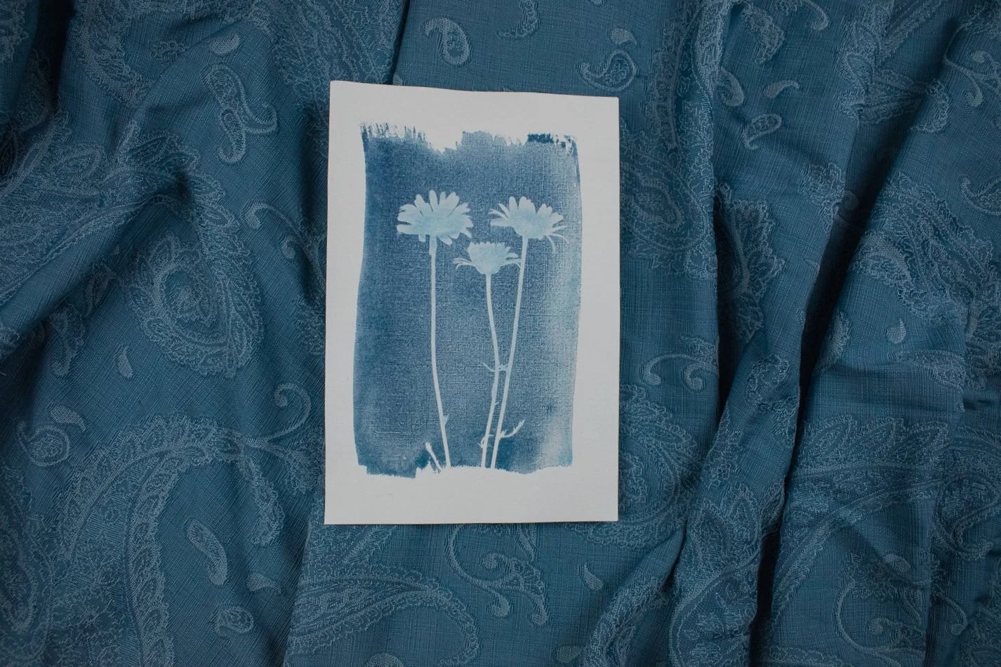 Cyanotypes - Botanical Art — Jackie Partridge