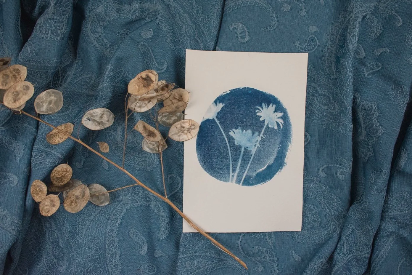 Cyanotypes - Botanical Art — Jackie Partridge