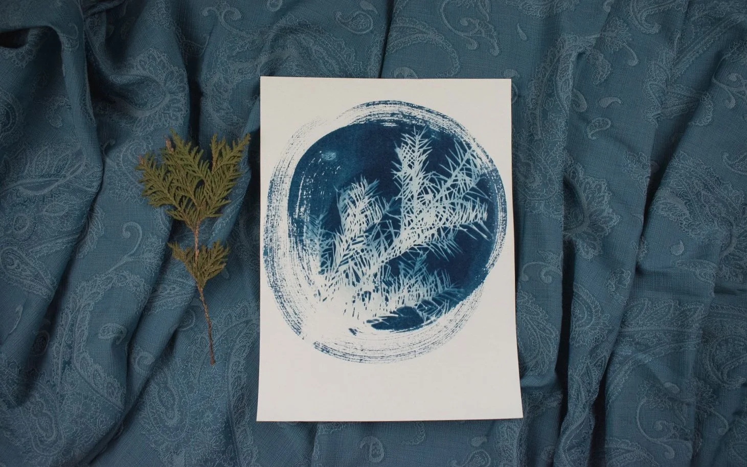 Cyanotypes - Botanical Art — Jackie Partridge
