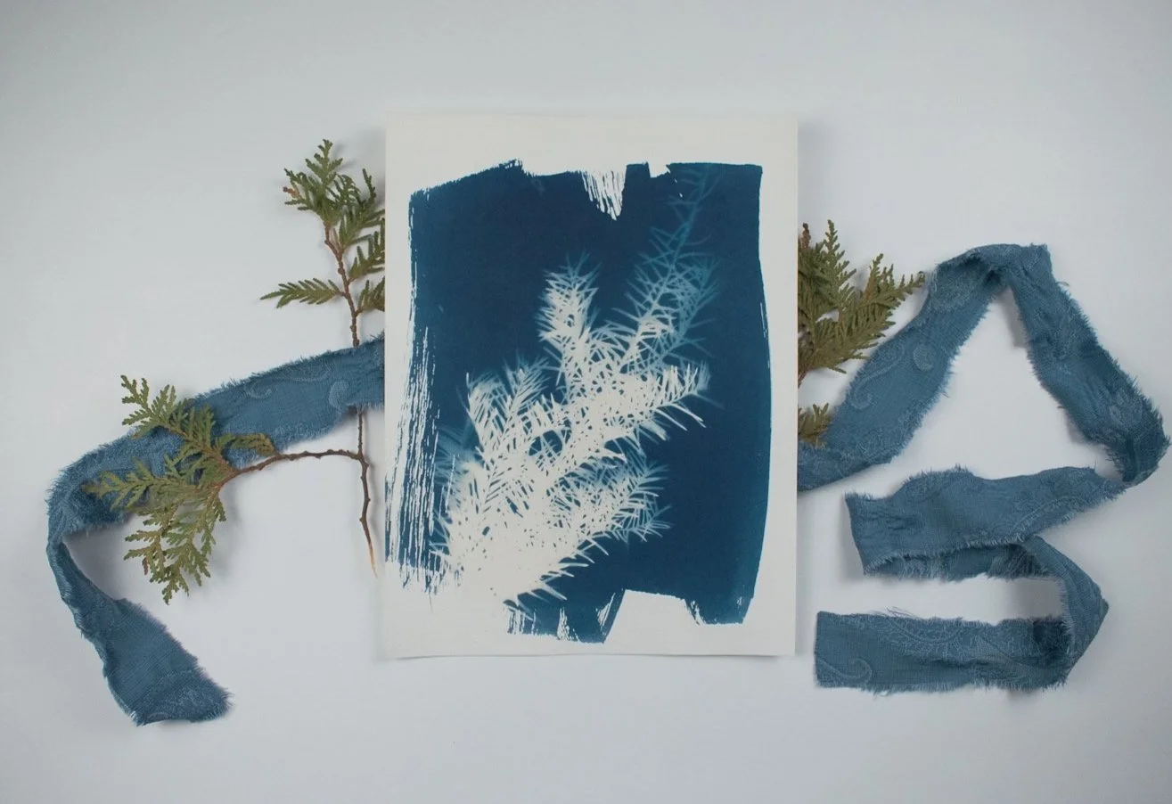 Pine Cyanotype 3 — Jackie Partridge
