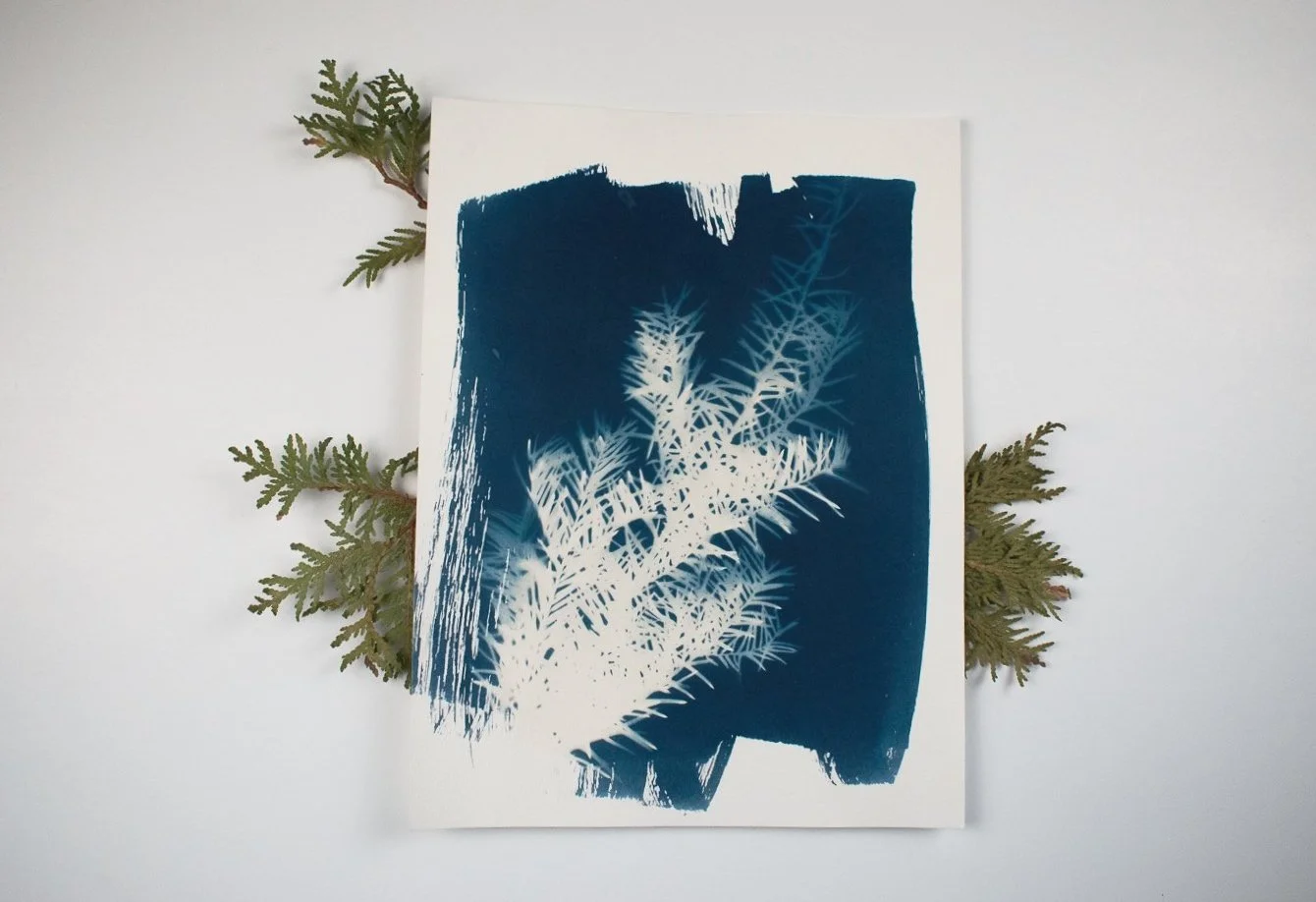 Pine Cyanotype 3 — Jackie Partridge