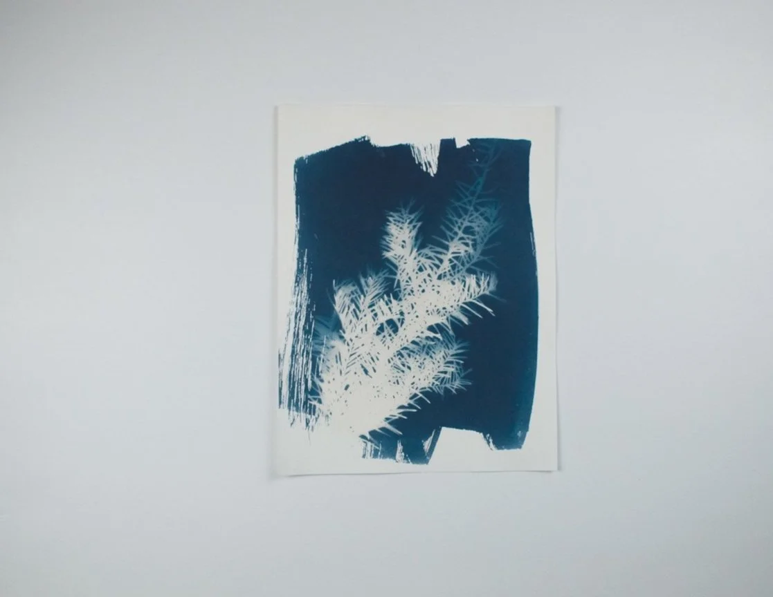 Pine Cyanotype 3 — Jackie Partridge