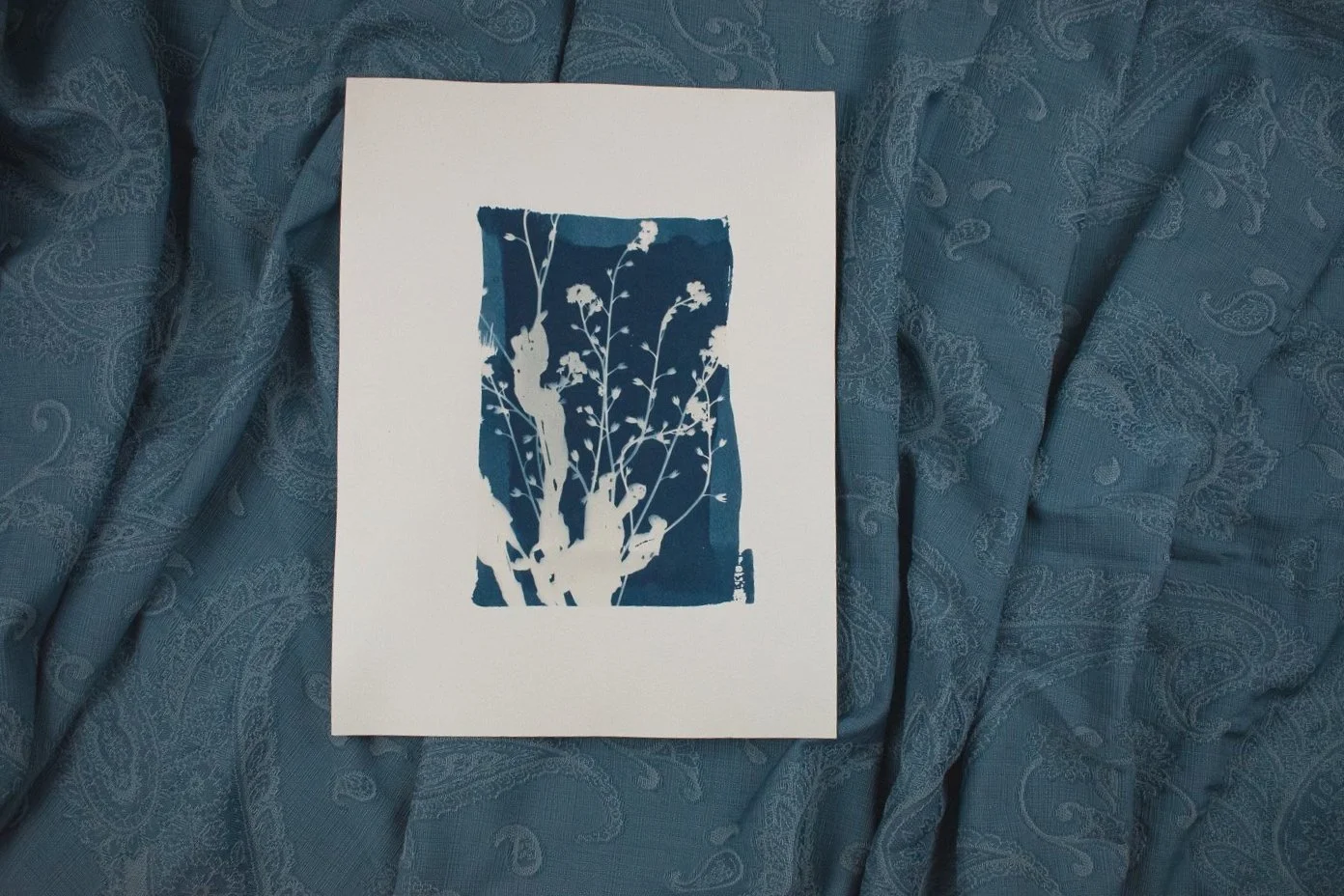 Cyanotypes - Botanical Art — Jackie Partridge