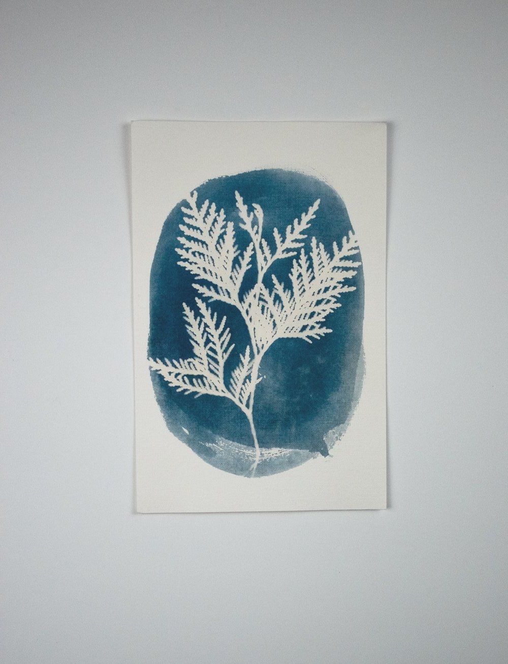 Cedar Cyanotype 1 — Jackie Partridge