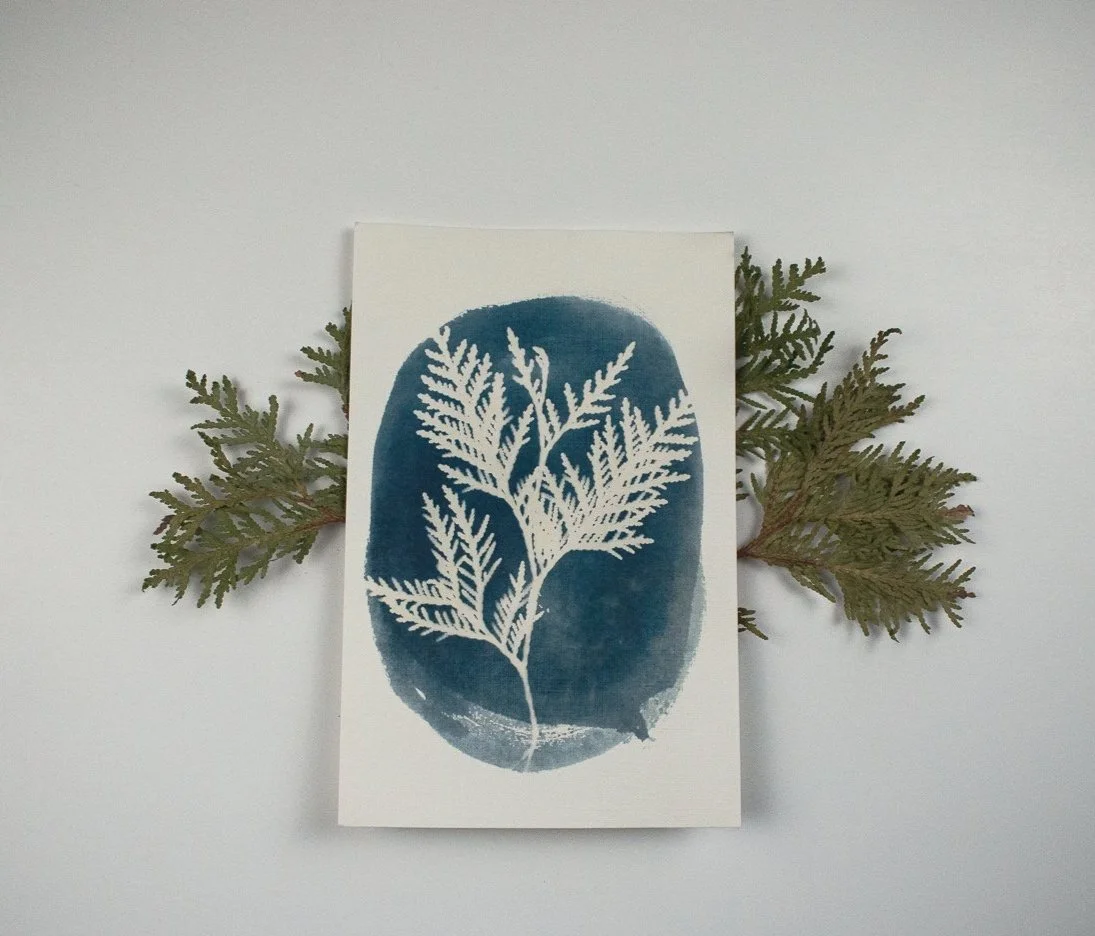 Cedar Cyanotype 1 — Jackie Partridge
