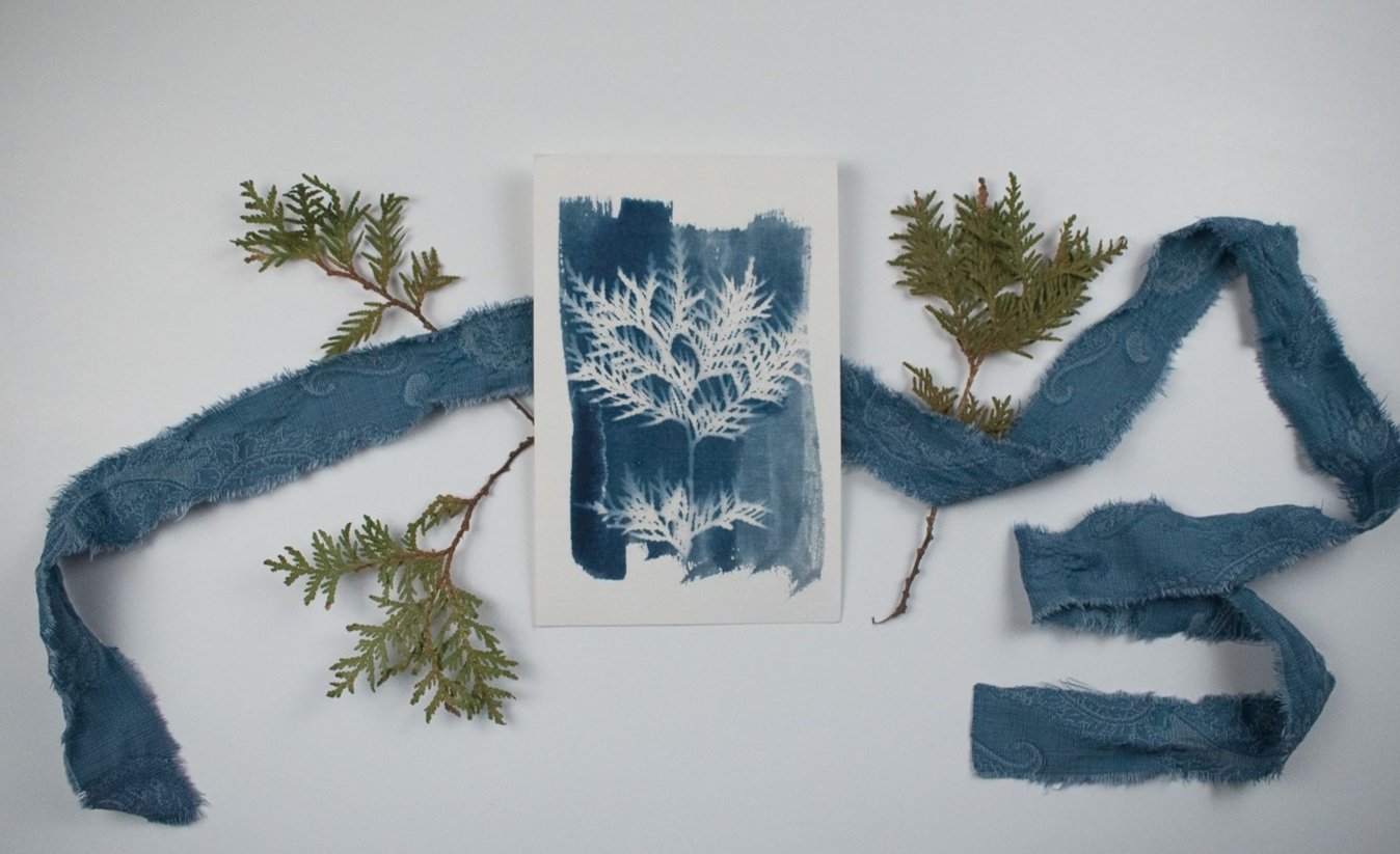 Cedar Cyanotype 2 — Jackie Partridge