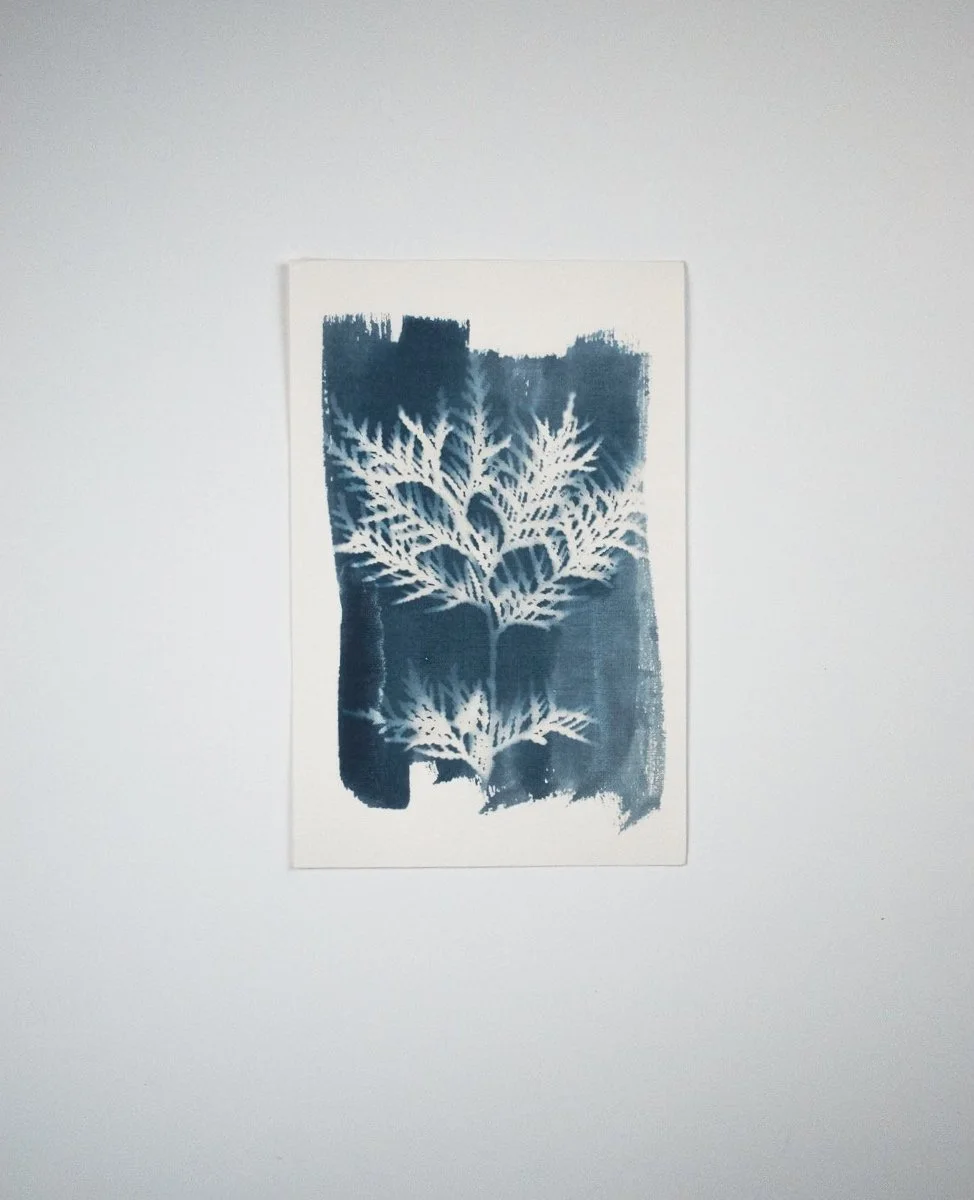 Cedar Cyanotype 2 — Jackie Partridge