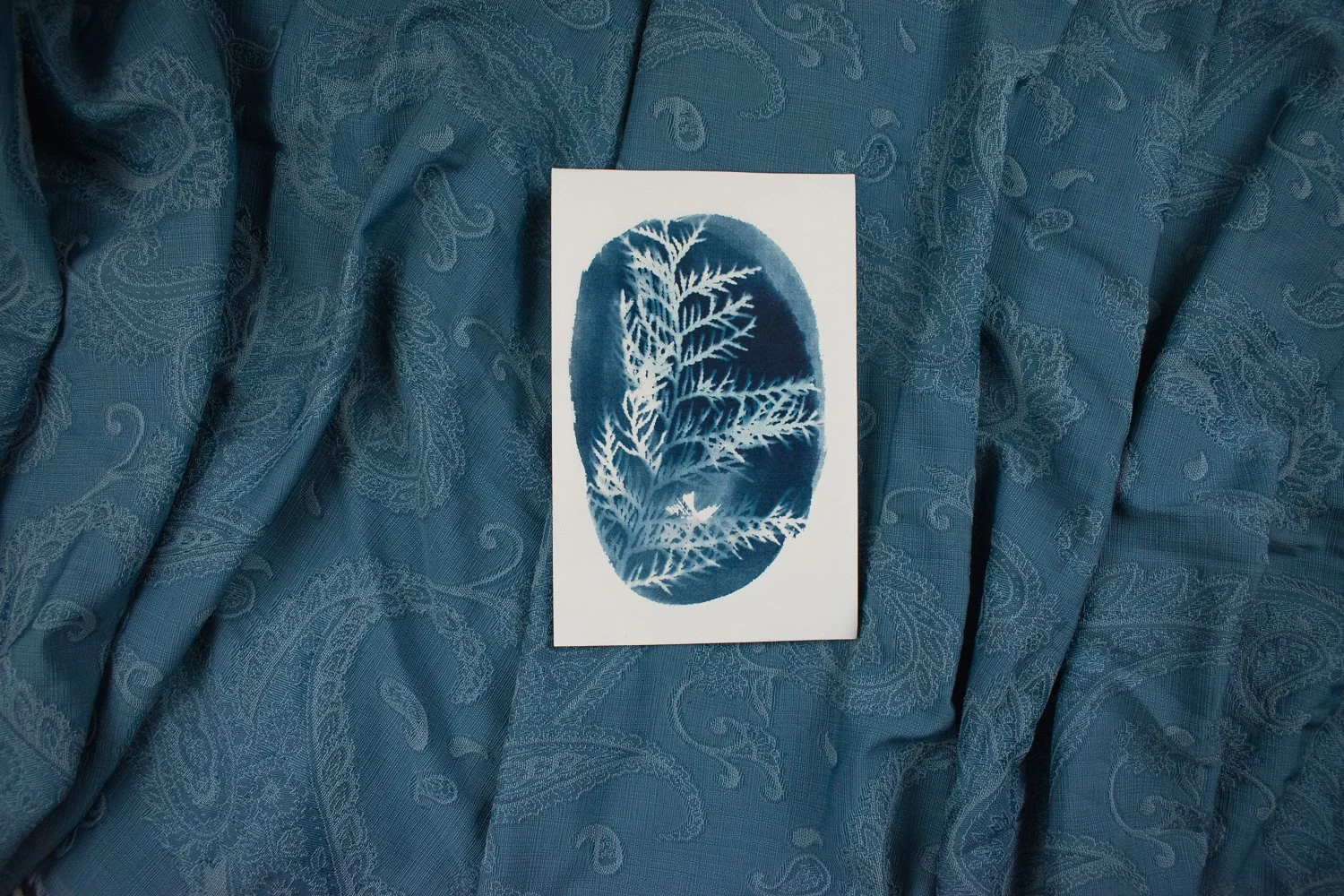 Cyanotypes - Botanical Art — Jackie Partridge