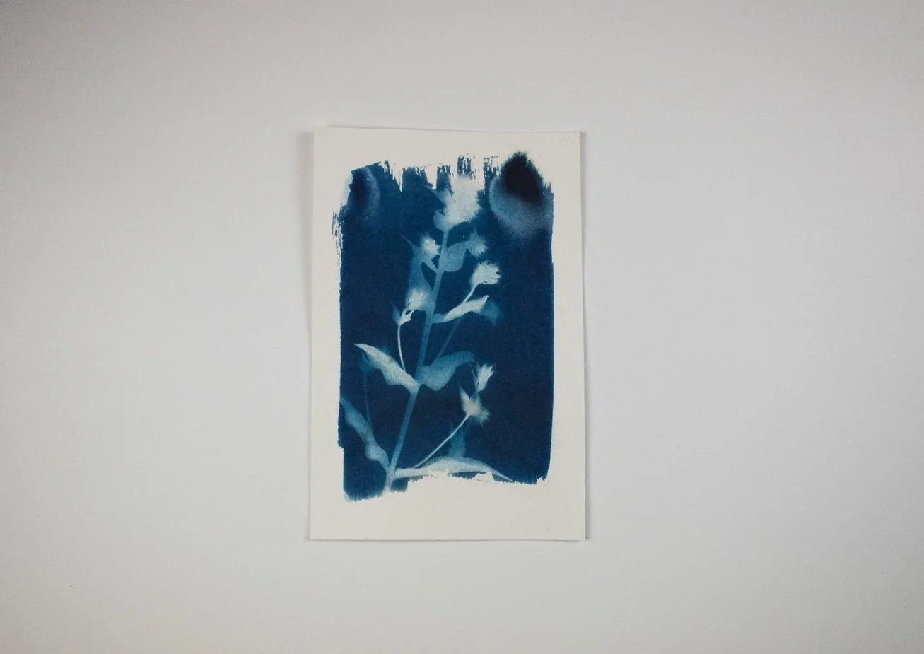 Cyanotypes - Botanical Art — Jackie Partridge