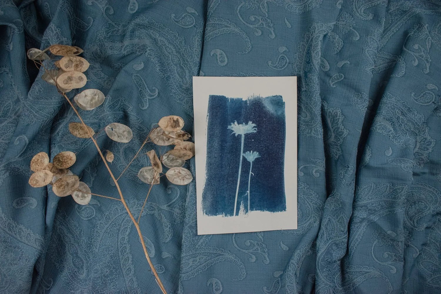 Cyanotypes - Botanical Art — Jackie Partridge