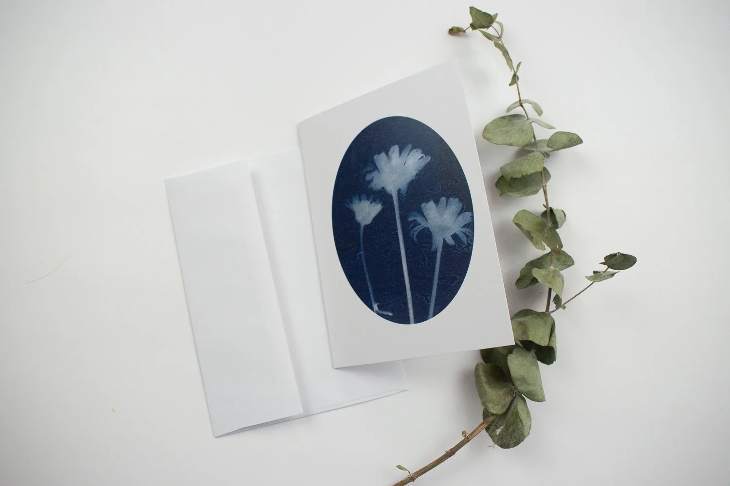 Daisy Cyanotype Cards — Jackie Partridge