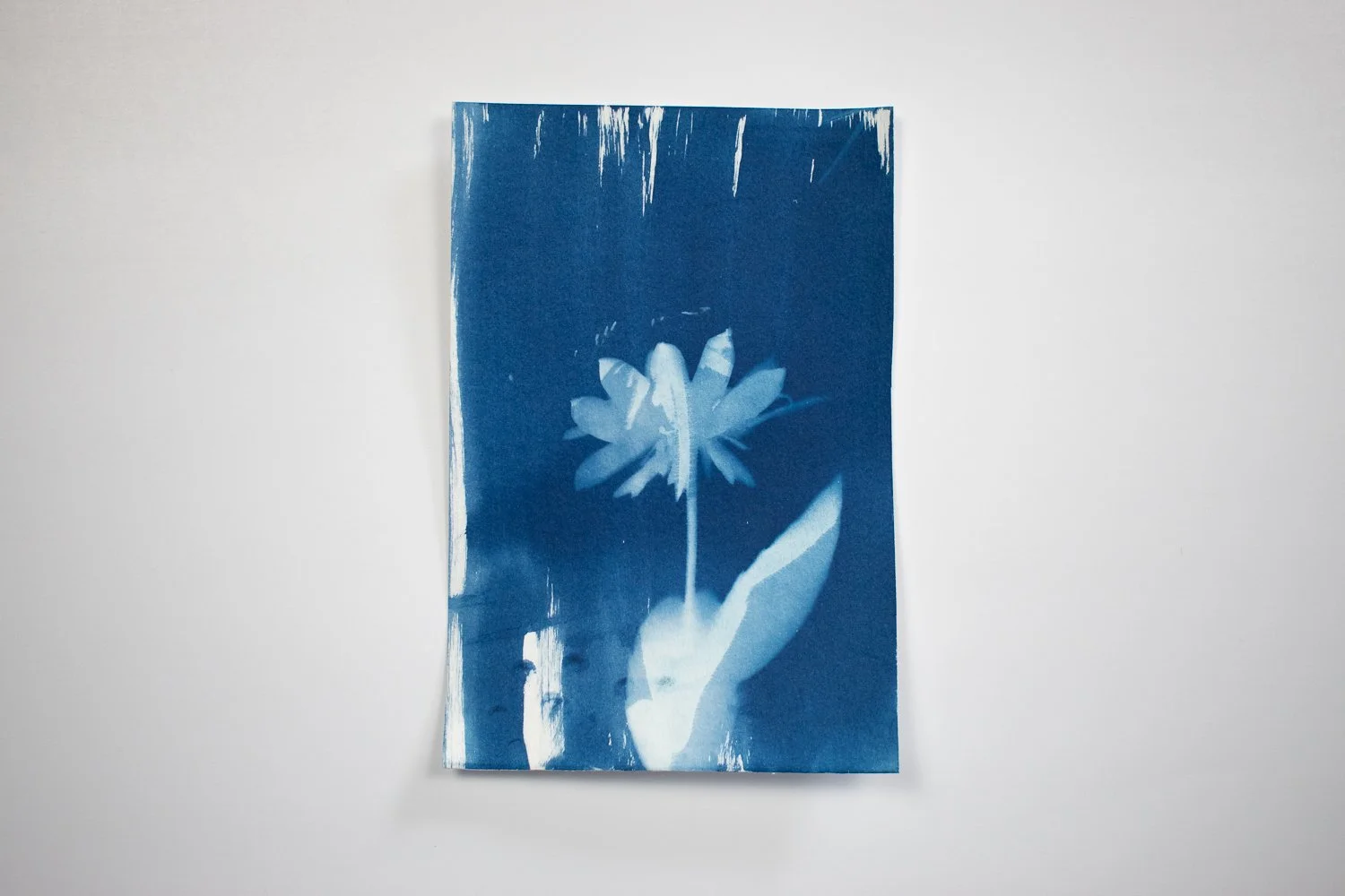 Cyanotypes - Botanical Art — Jackie Partridge