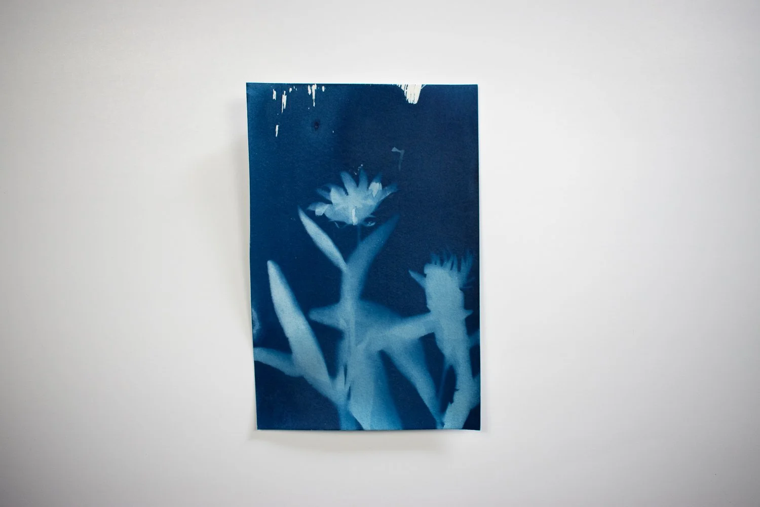 Cyanotypes - Botanical Art — Jackie Partridge