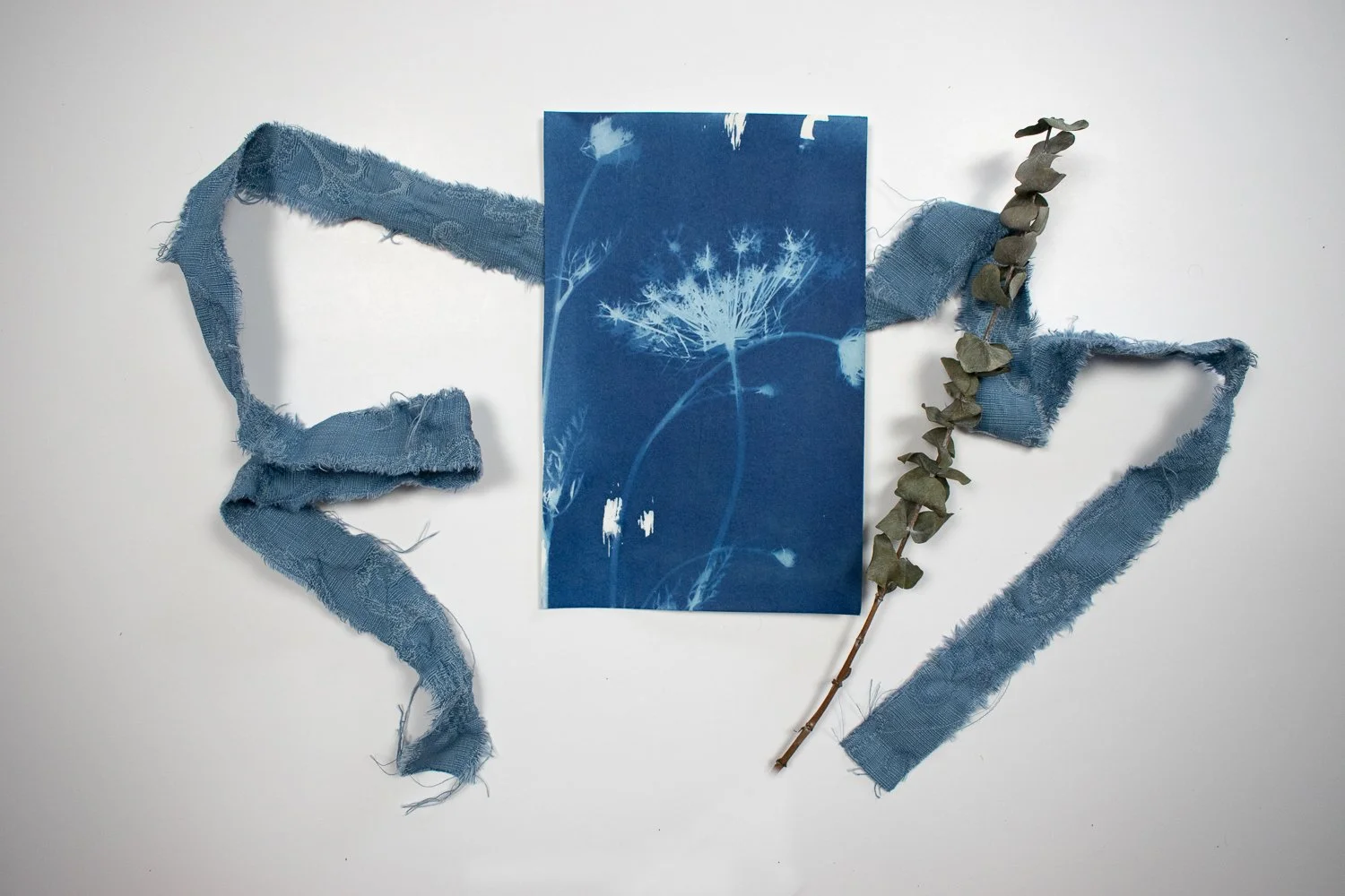 Cyanotypes - Botanical Art — Jackie Partridge
