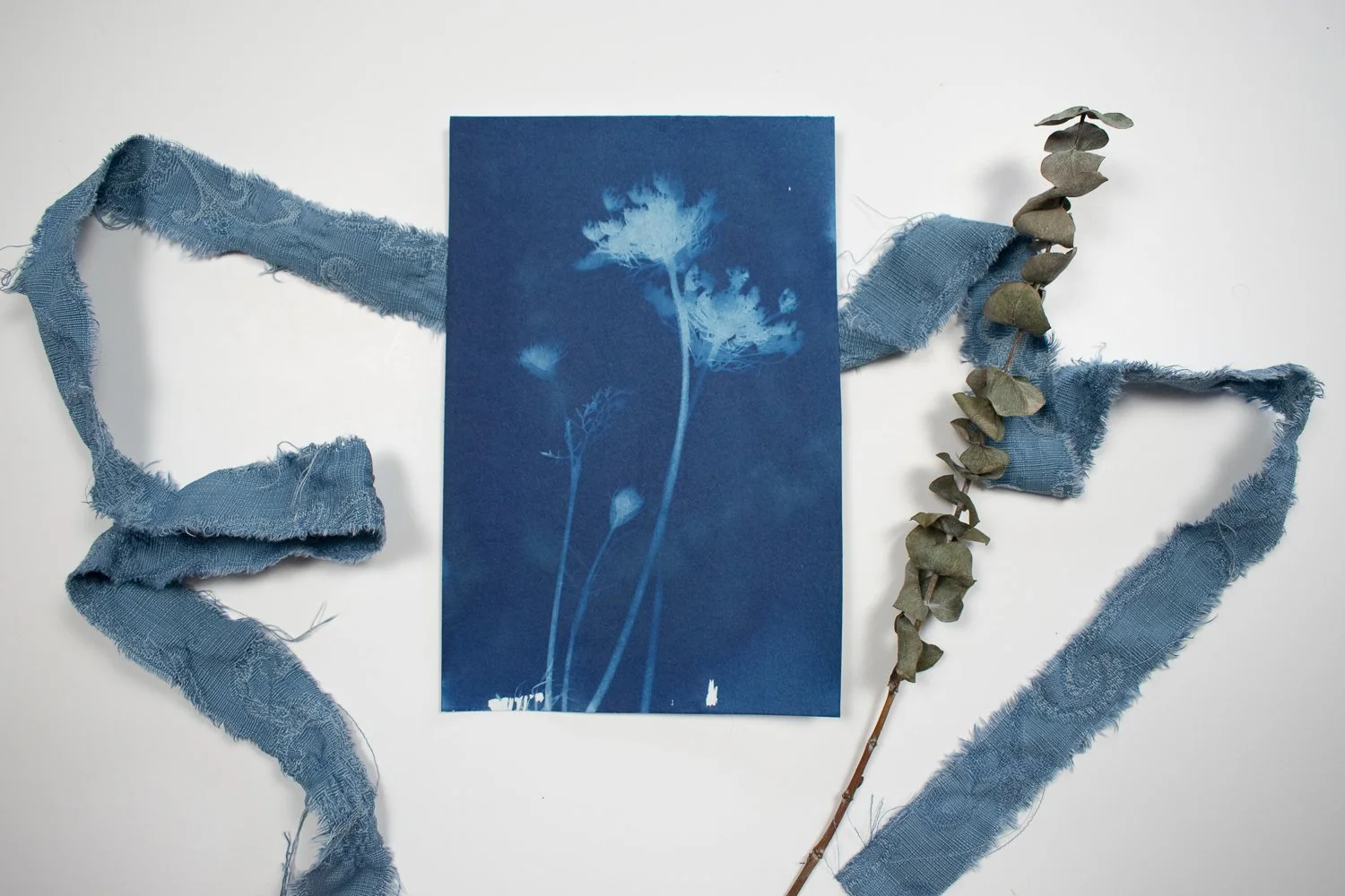 Cyanotypes - Botanical Art — Jackie Partridge