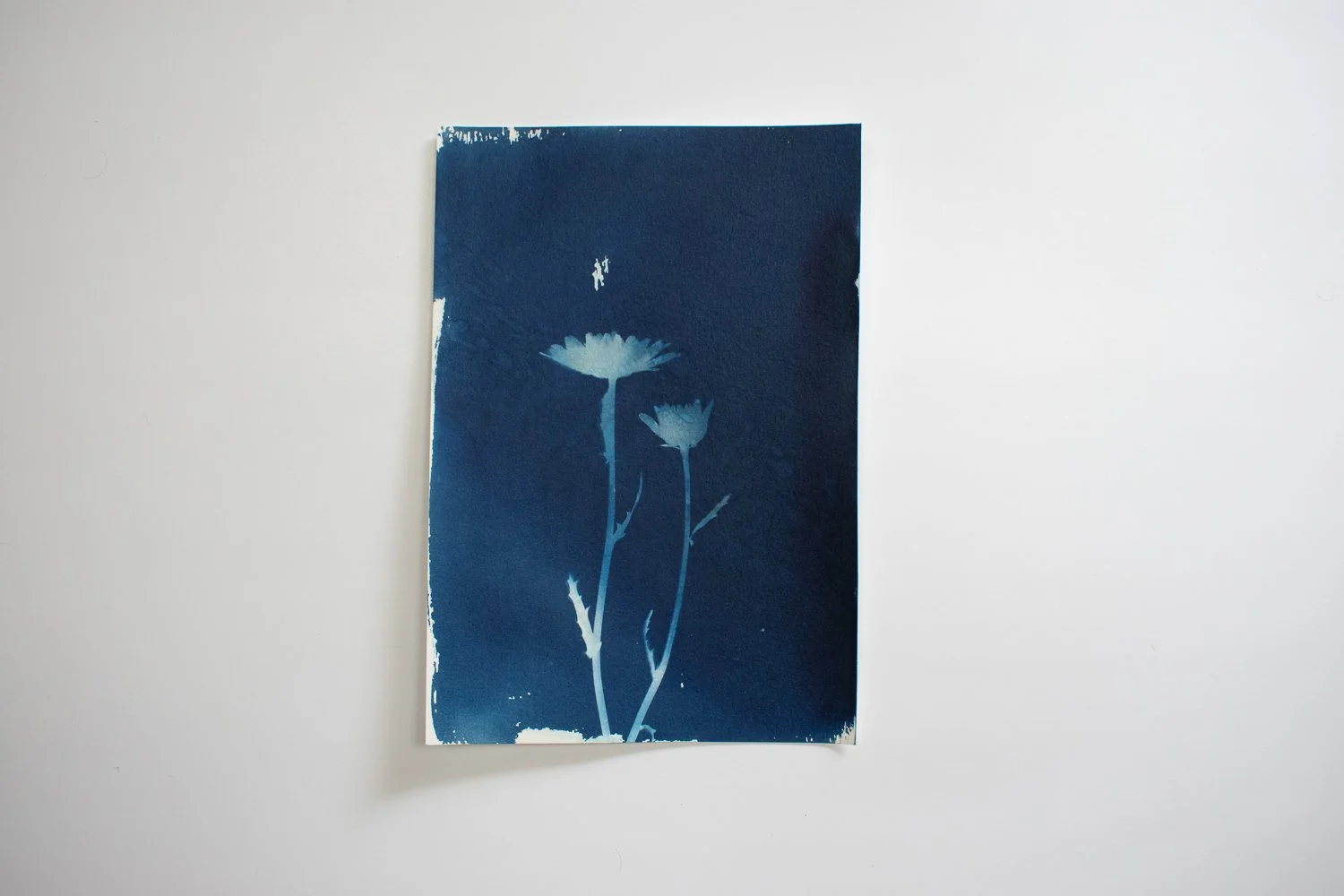 Cyanotypes - Botanical Art — Jackie Partridge