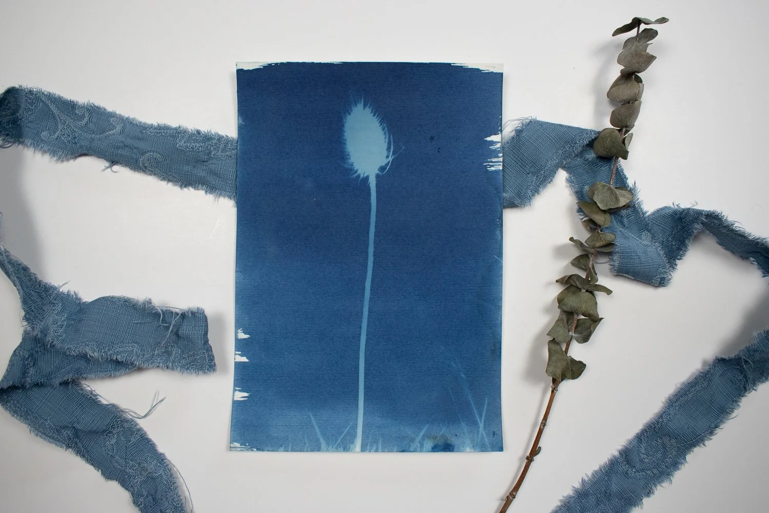 Cyanotypes - Botanical Art — Jackie Partridge