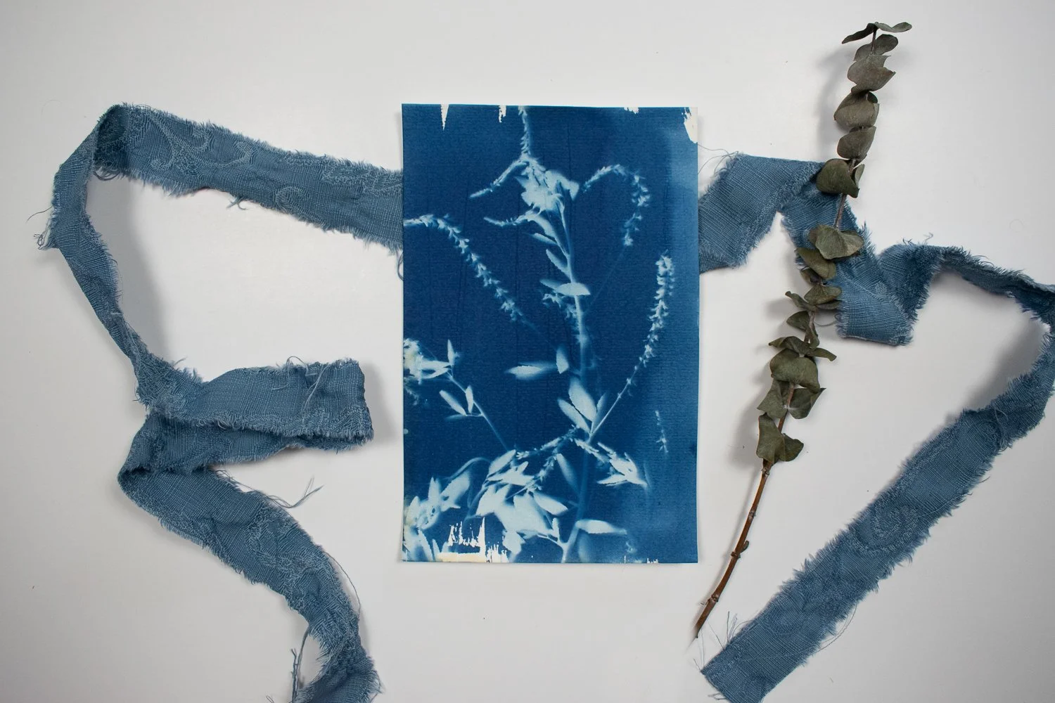 Cyanotypes - Botanical Art — Jackie Partridge