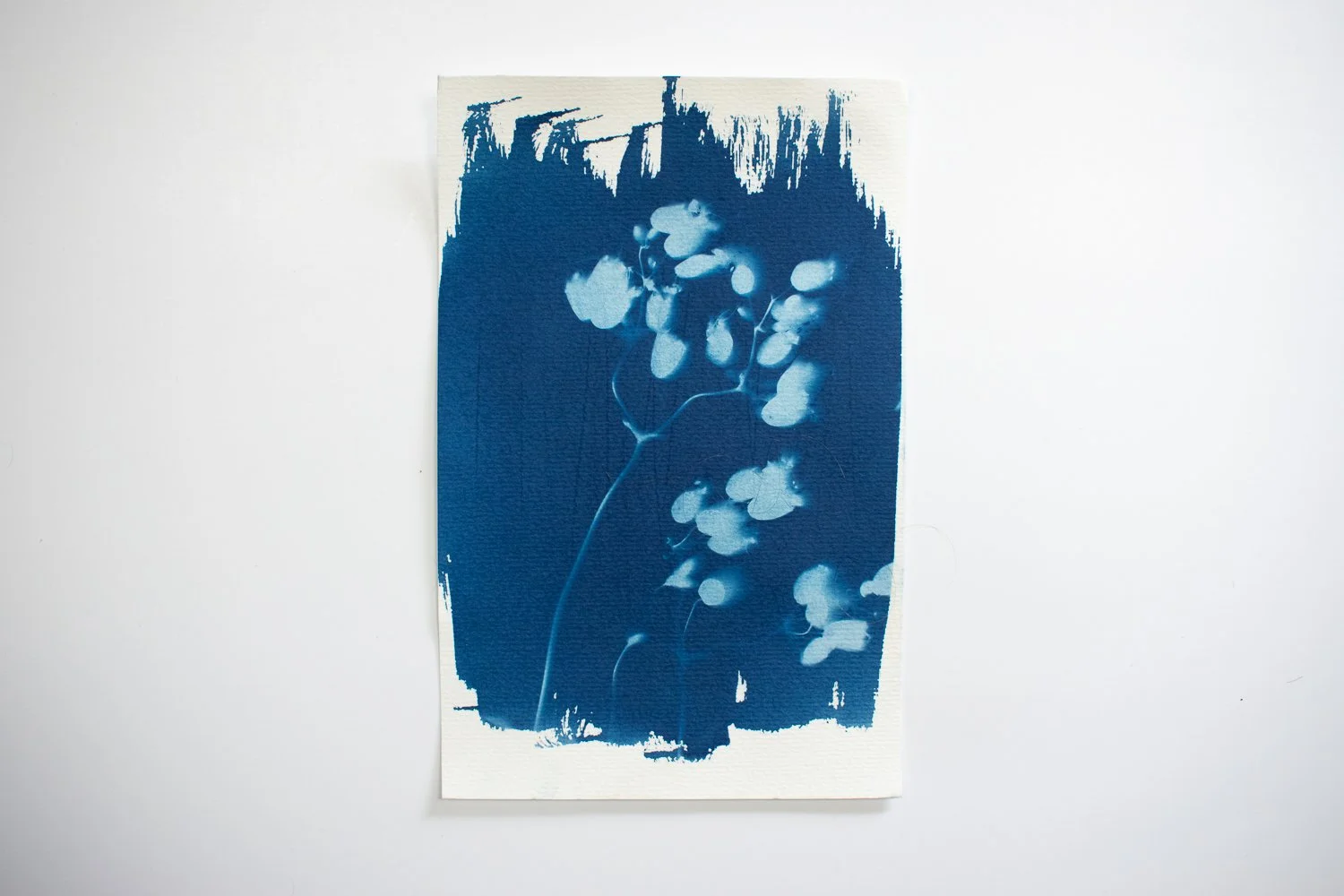 Cyanotypes - Botanical Art — Jackie Partridge
