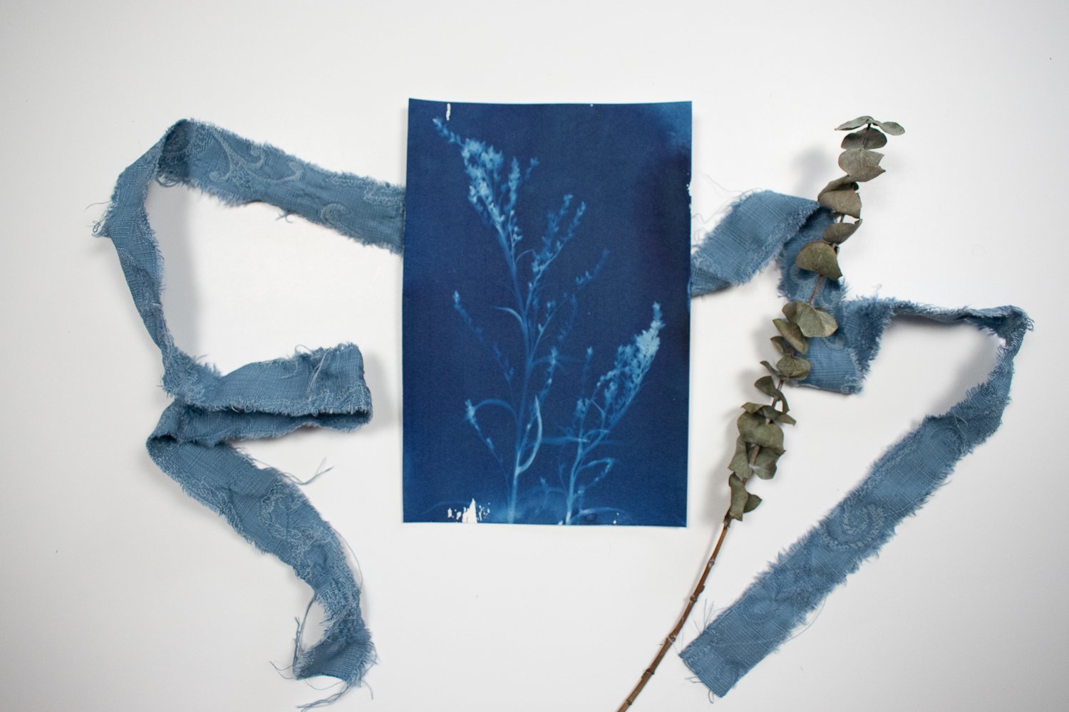 Cyanotypes - Botanical Art — Jackie Partridge