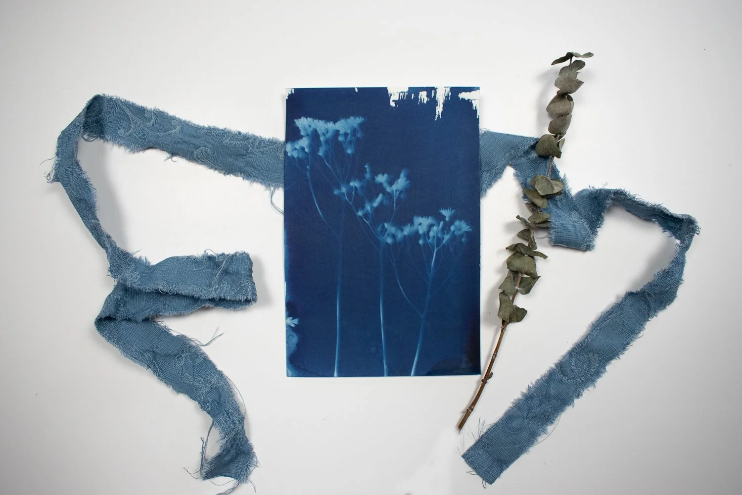 Cyanotypes - Botanical Art — Jackie Partridge