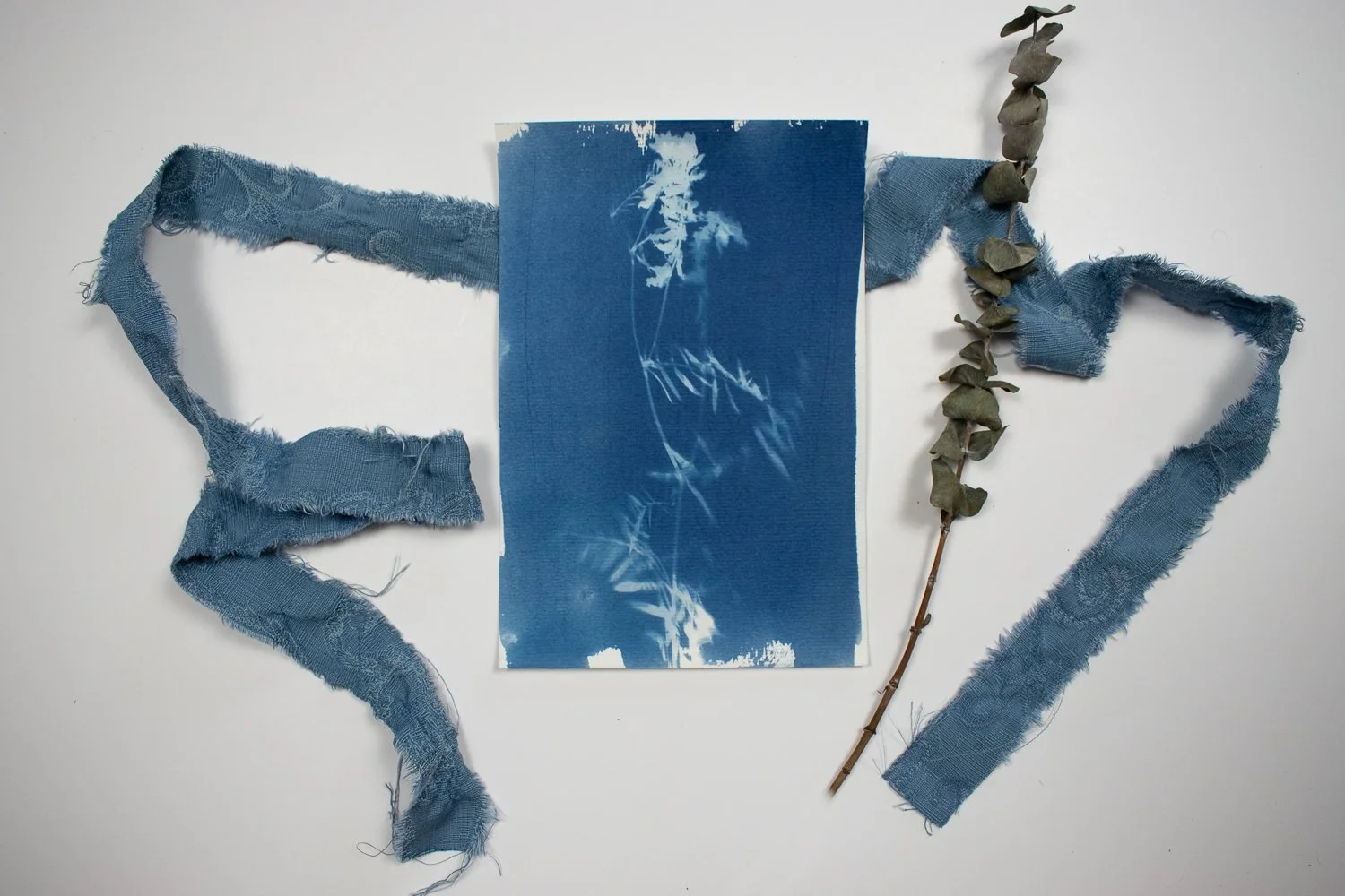 Cyanotypes - Botanical Art — Jackie Partridge