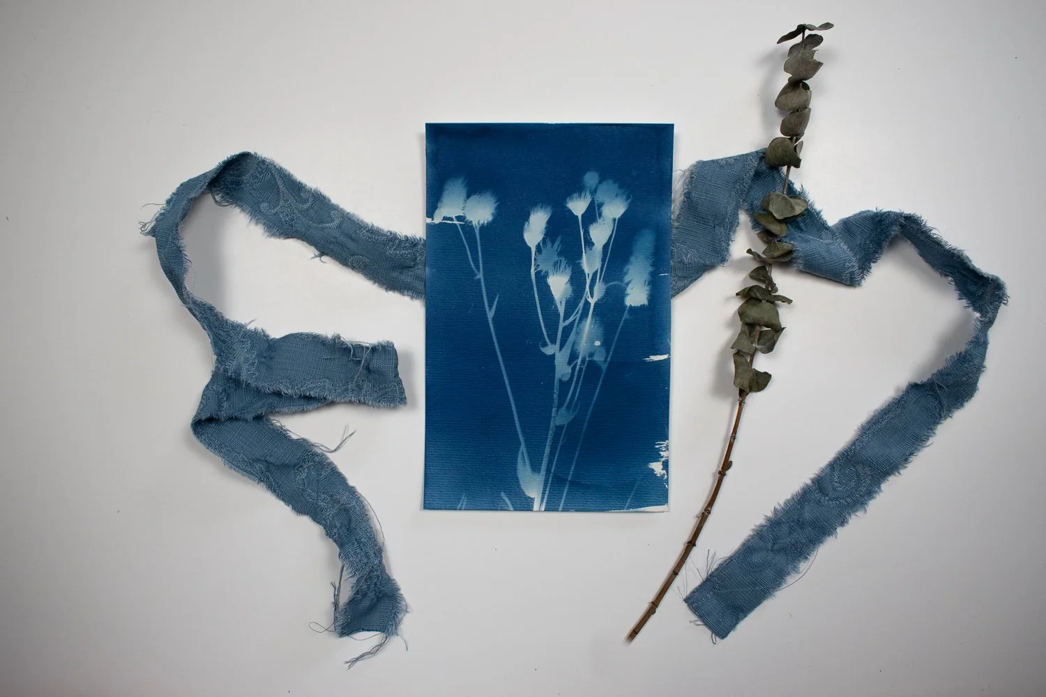 Cyanotypes - Botanical Art — Jackie Partridge