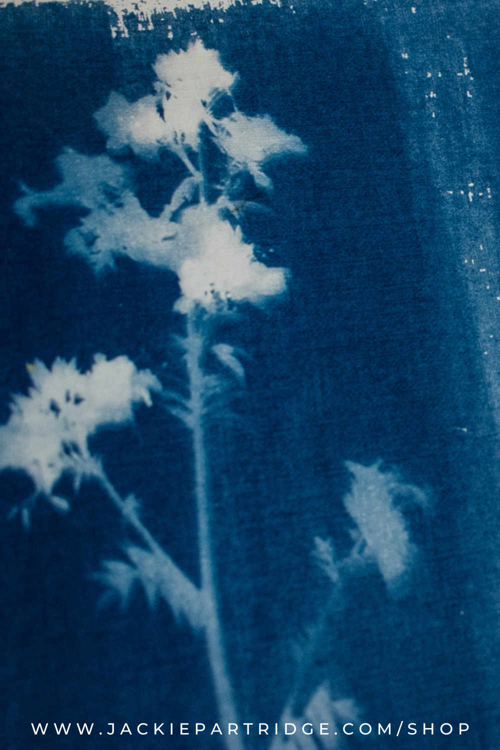 How to Frame Cyanotypes — Jackie Partridge