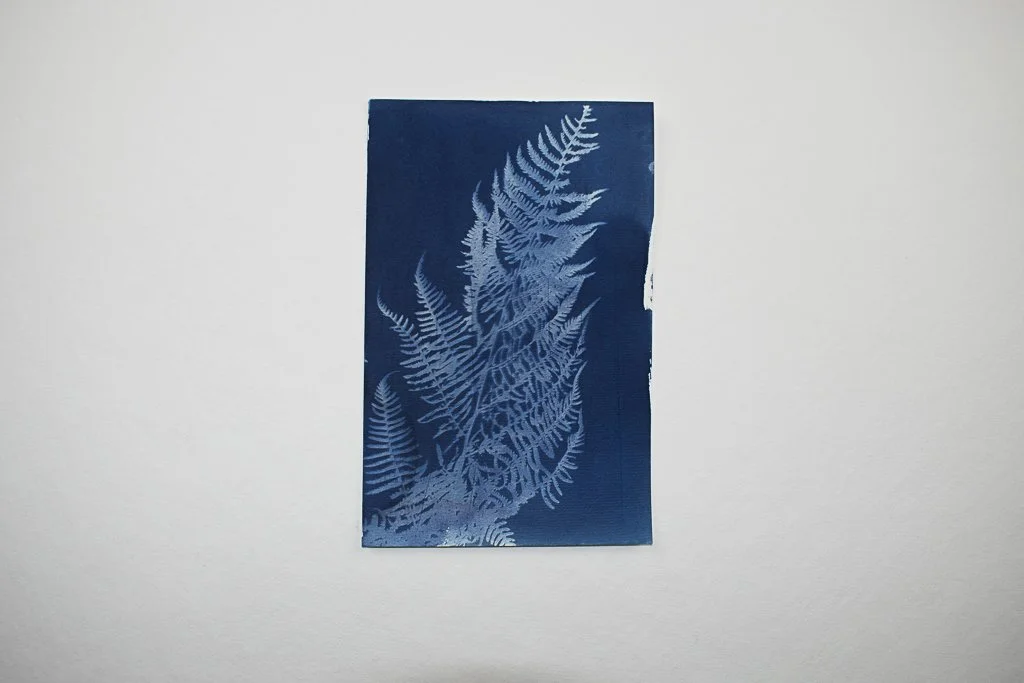 Cyanotypes - Botanical Art — Jackie Partridge