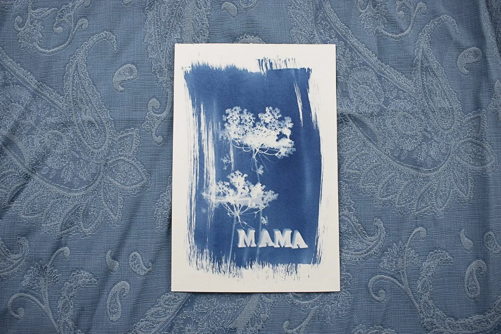 Cyanotypes - Botanical Art — Jackie Partridge