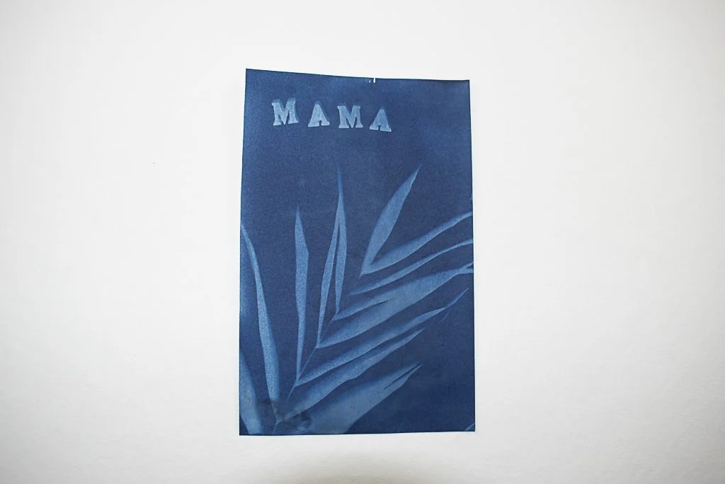 Cyanotypes - Botanical Art — Jackie Partridge