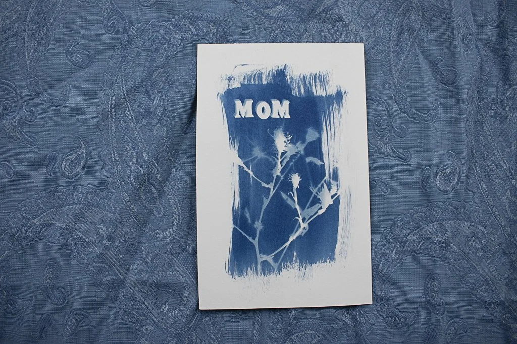 Cyanotypes - Botanical Art — Jackie Partridge