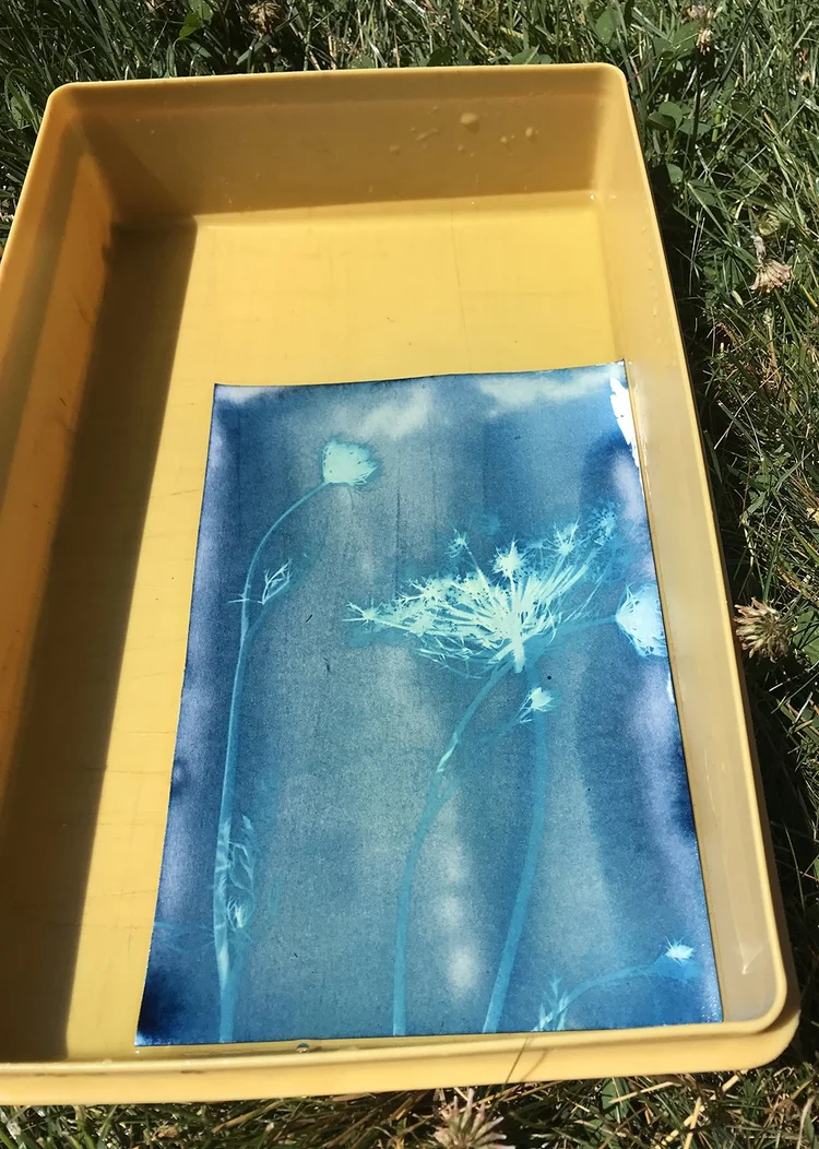 How to Make Cyanotypes — Jackie Partridge