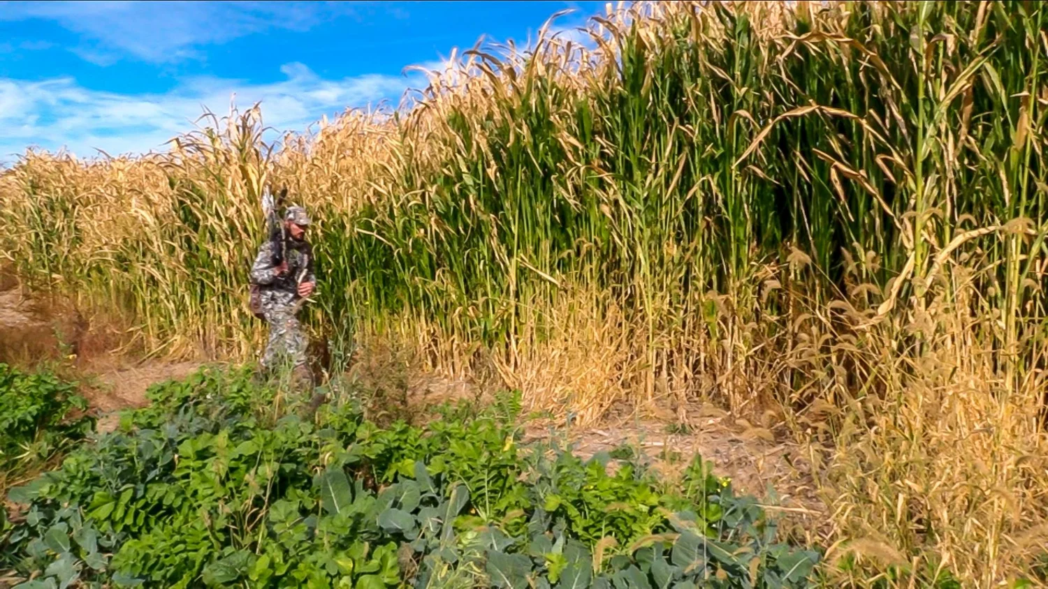 Food Plot Screens: Planting for Concealment — The Process Outdoors