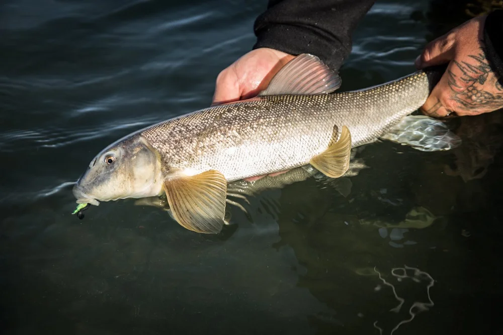 About Pyramid Lake | Pyramid Fly Co. - Premier Fly Fishing Guide ...