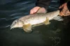 About Pyramid Lake | Pyramid Fly Co. - Premier Fly Fishing Guide ...