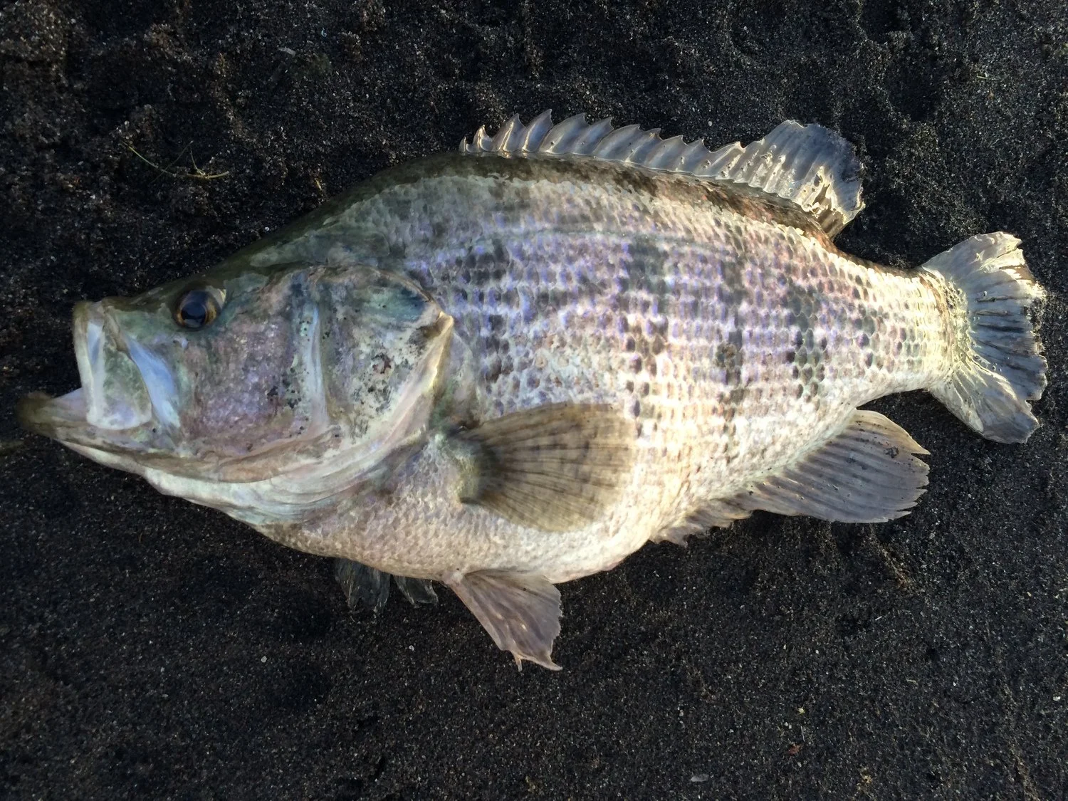 About Pyramid Lake | Pyramid Fly Co. - Premier Fly Fishing Guide ...
