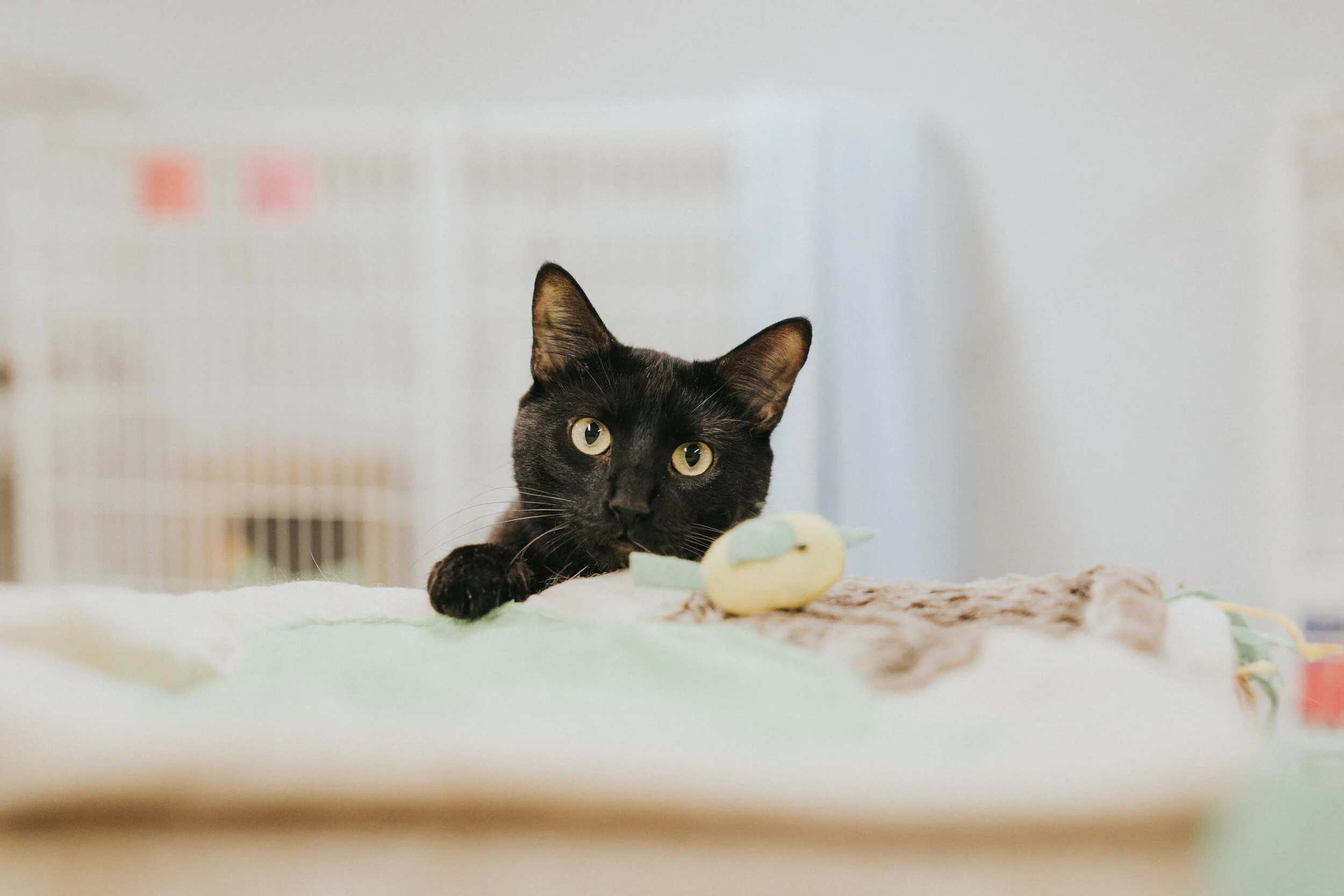 Adoption Program and Process — Wright-Way Rescue