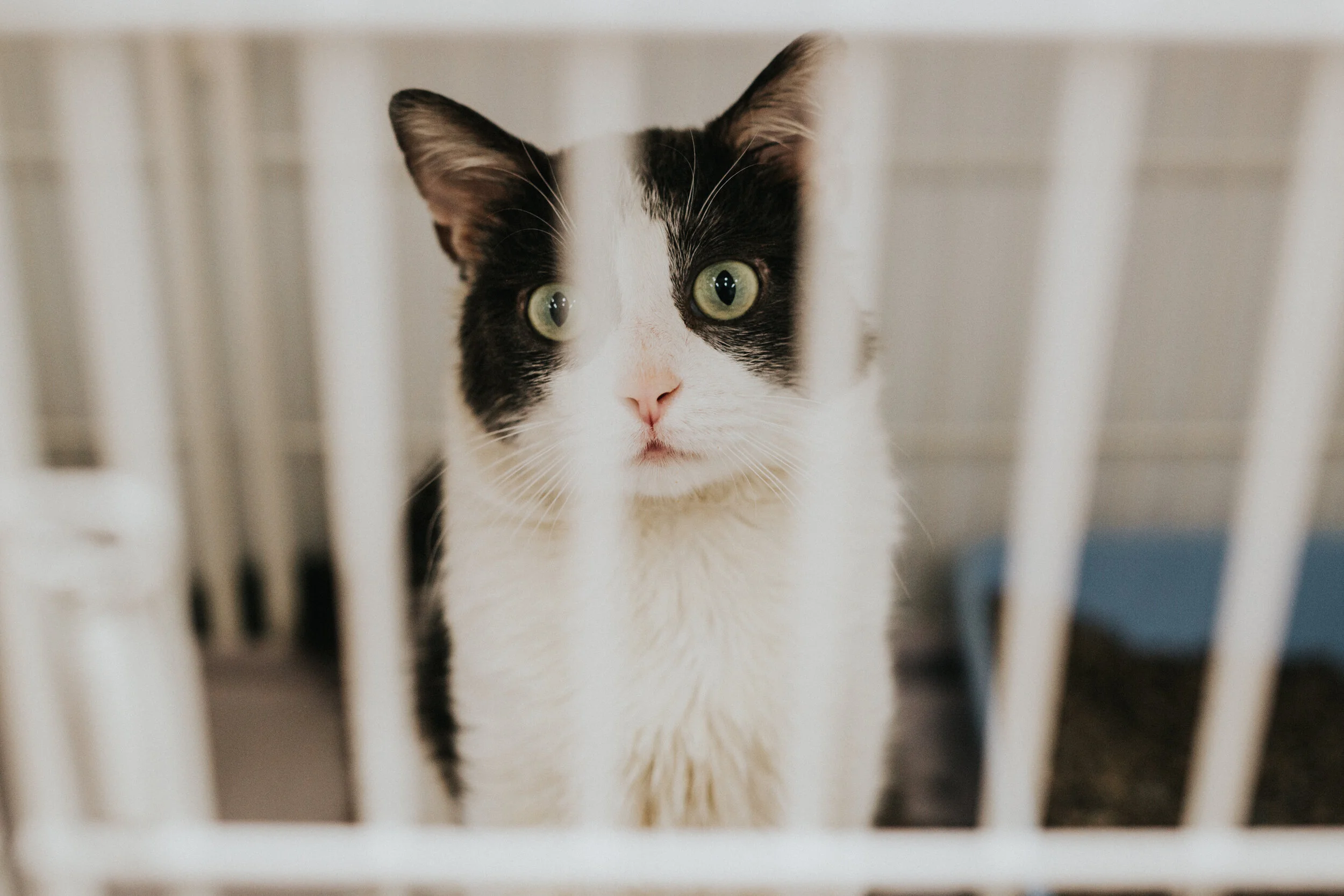 Donate — Wright-Way Rescue