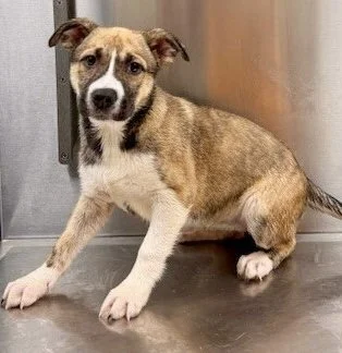 Stories — Wright-Way Rescue