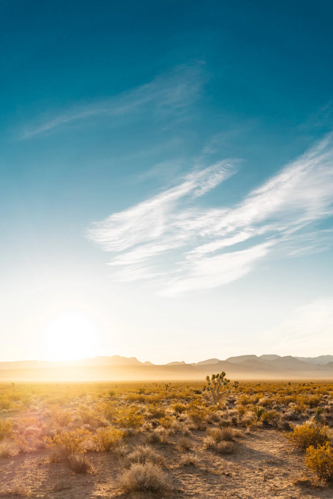 Nevada Desert — Bethany Young Photography