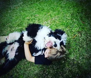 Australian Sheepadoodle Australia