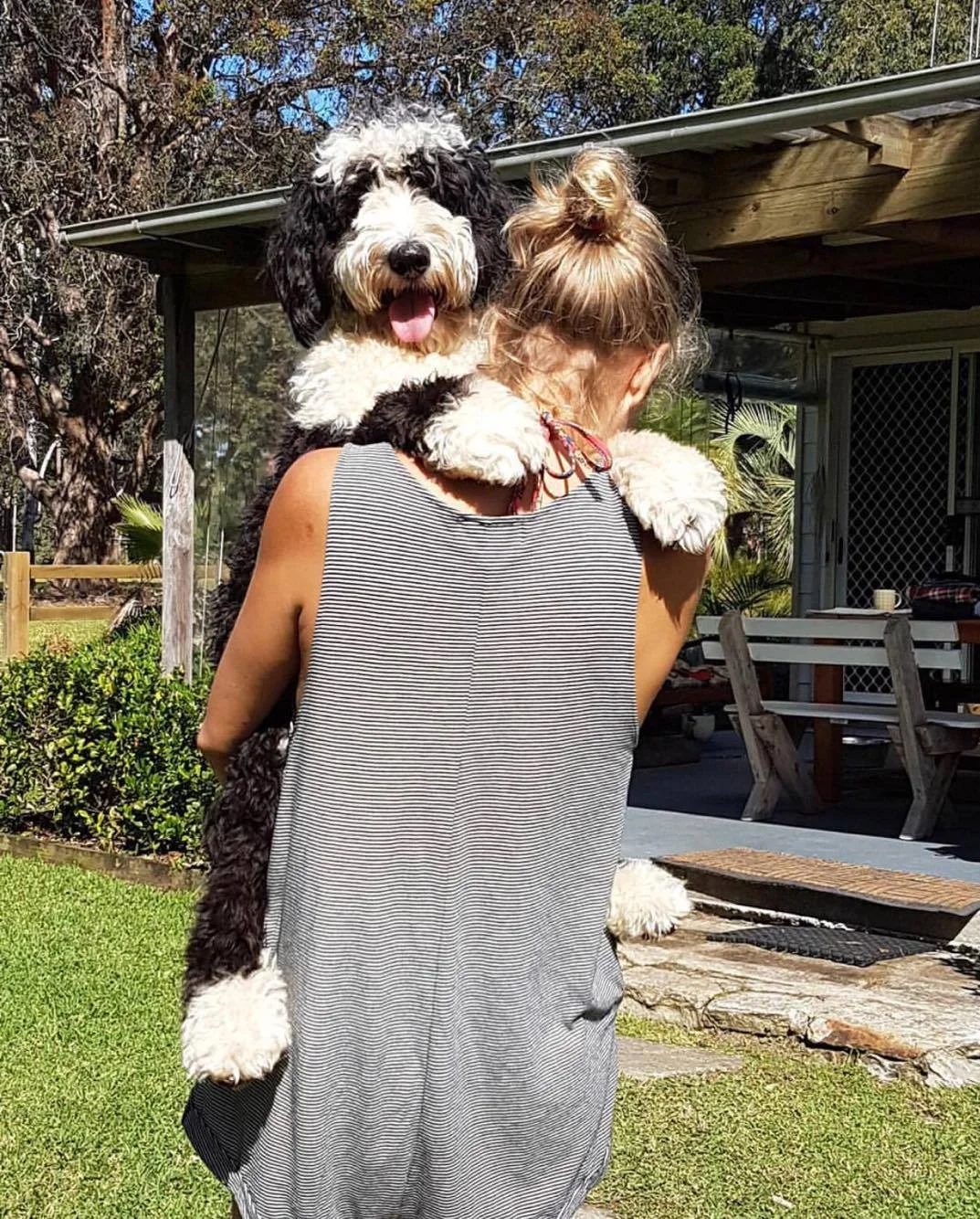 Australian Sheepadoodle Australia