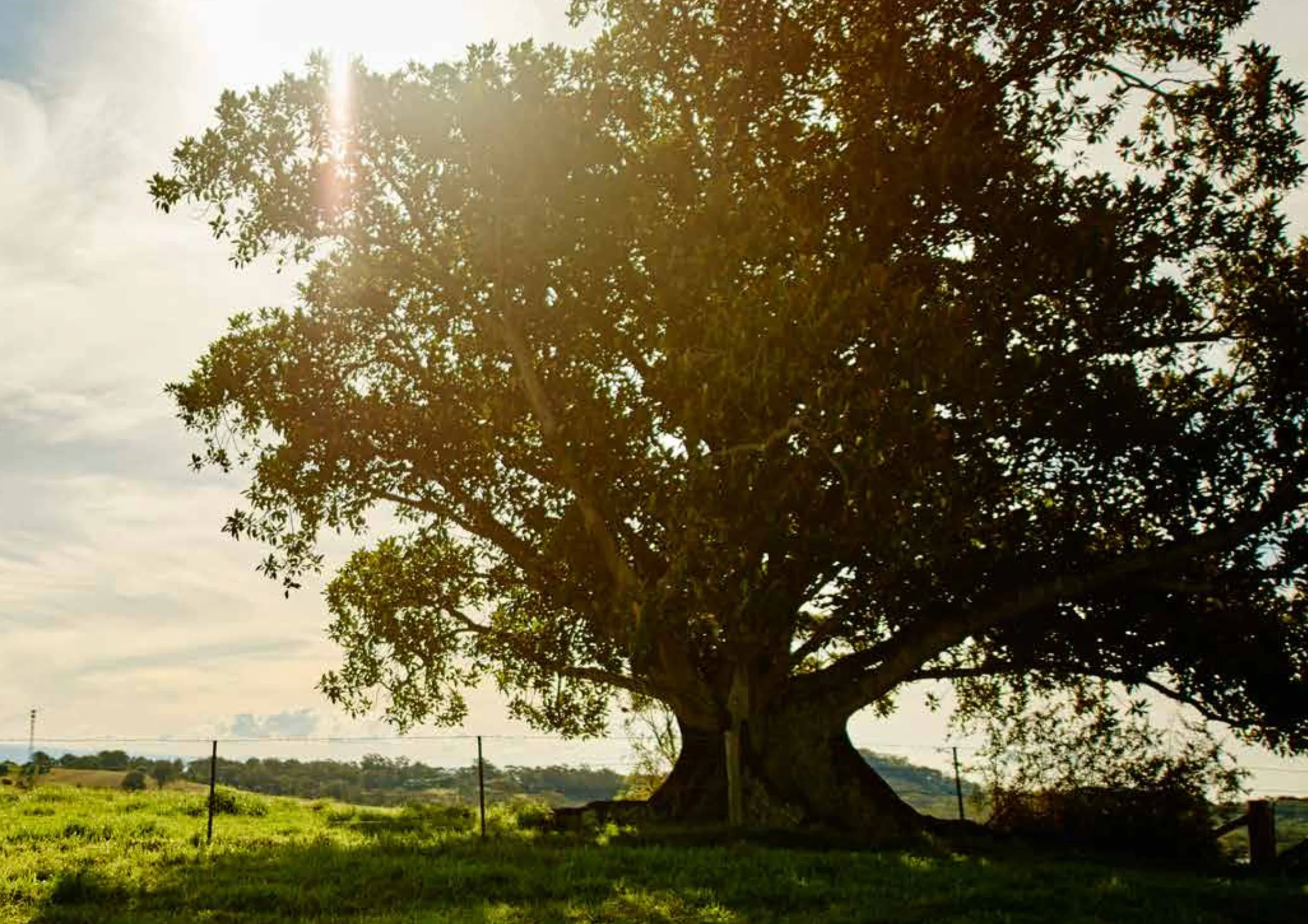 Fig Tree Hill Place Book — Left Bank Co.