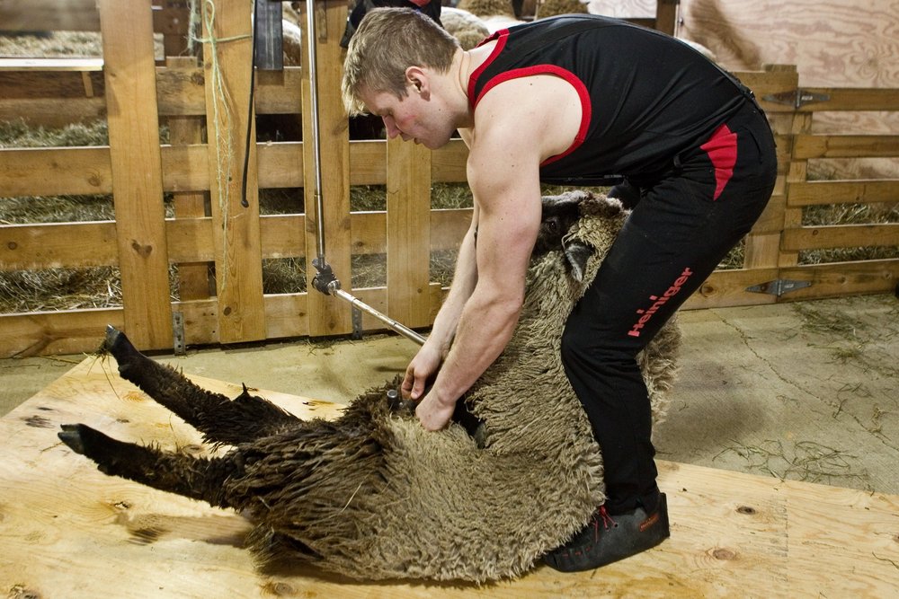 Shearing Day — Three Rivers Fibershed