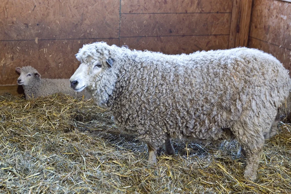 Shearing Day — Three Rivers Fibershed
