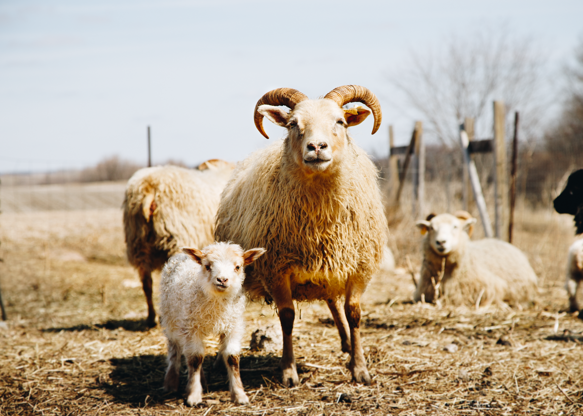 Get Bentz Farm — Three Rivers Fibershed